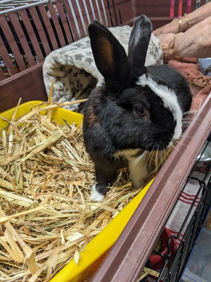 Mozart - Male Dutch x Dwarf Mix Rabbit in VIC - PetRescue