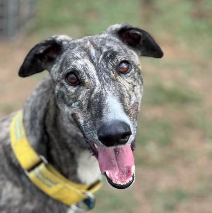 Skobi - Large Male Greyhound Dog in NSW - PetRescue