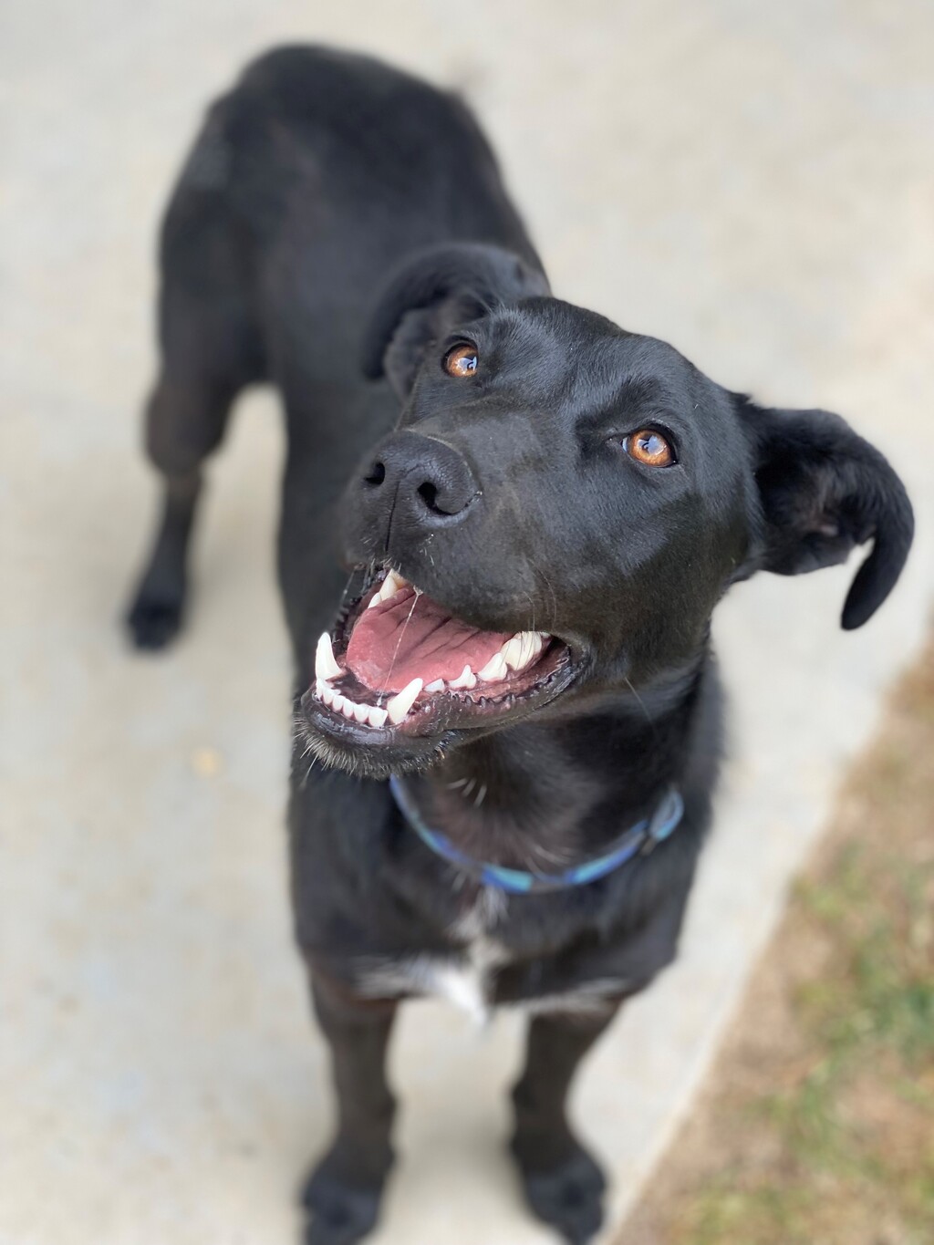 Punter - Medium Male Kelpie x Labrador Mix Dog in VIC - PetRescue