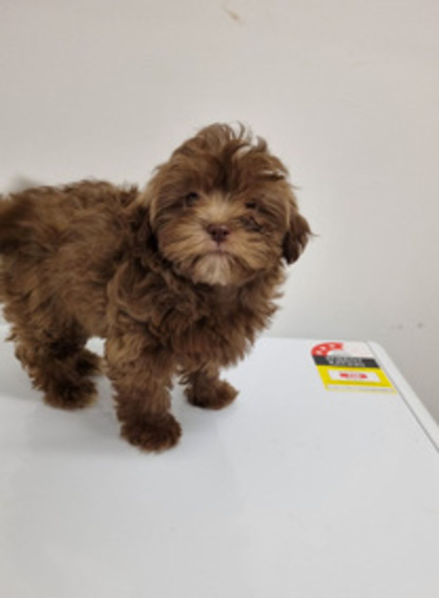 Cinnamon - Small Female Poodle x Maltese Mix Dog in NSW - PetRescue