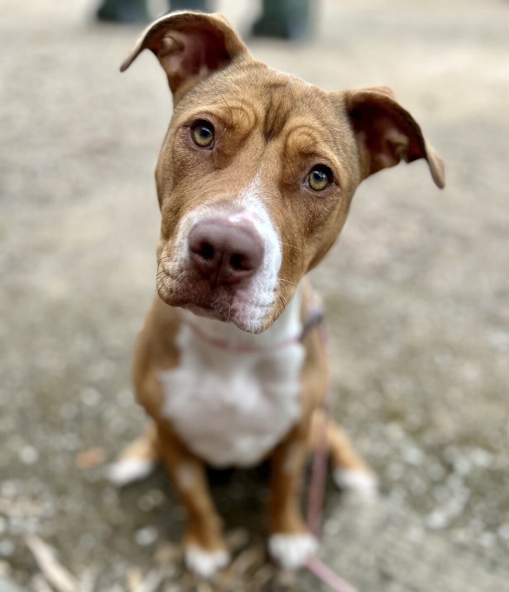 Holly - Medium Female American Bulldog Dog in VIC - PetRescue