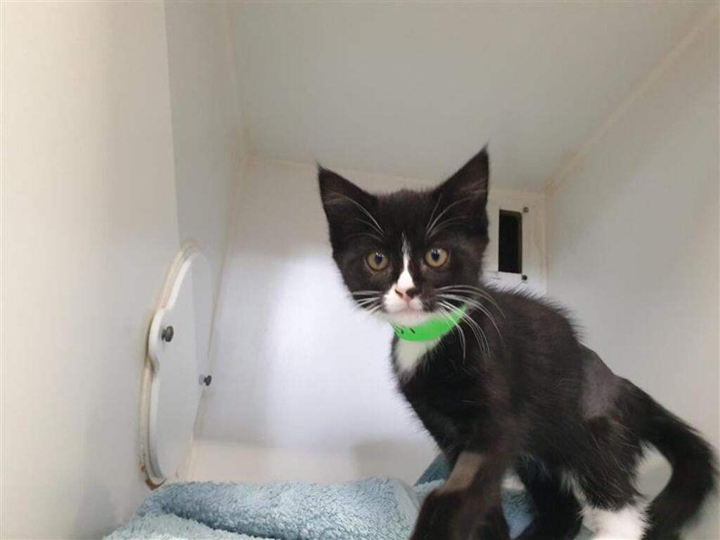 Possum - Female Domestic Short Hair Mix Cat in VIC - PetRescue