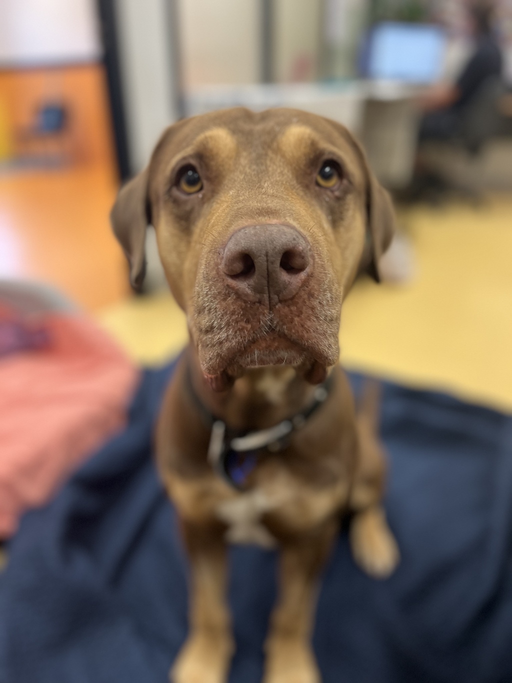 Junior - Large Male Australian Bandog Mix Dog in QLD - PetRescue