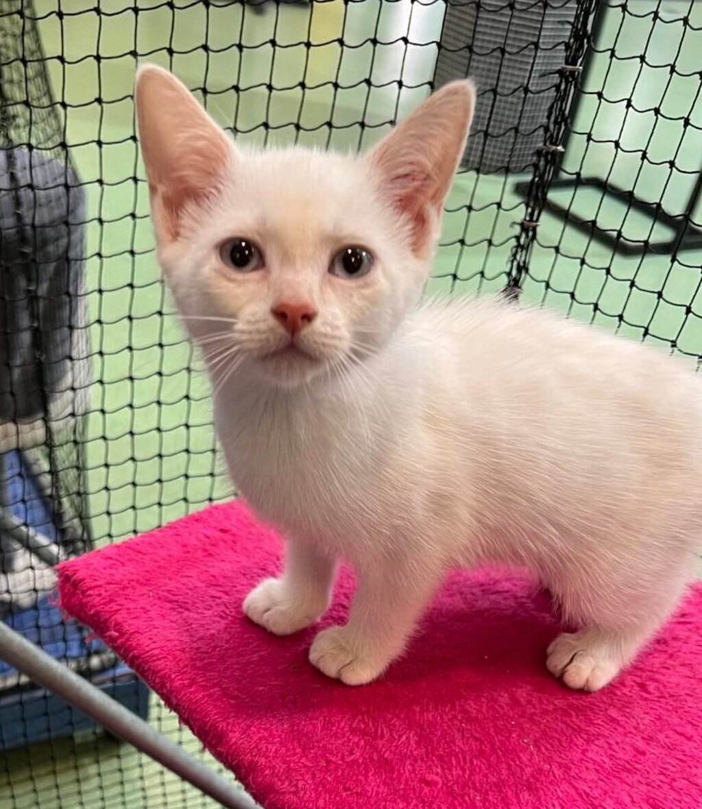 Rory - Female Layanese Mix Cat in QLD - PetRescue