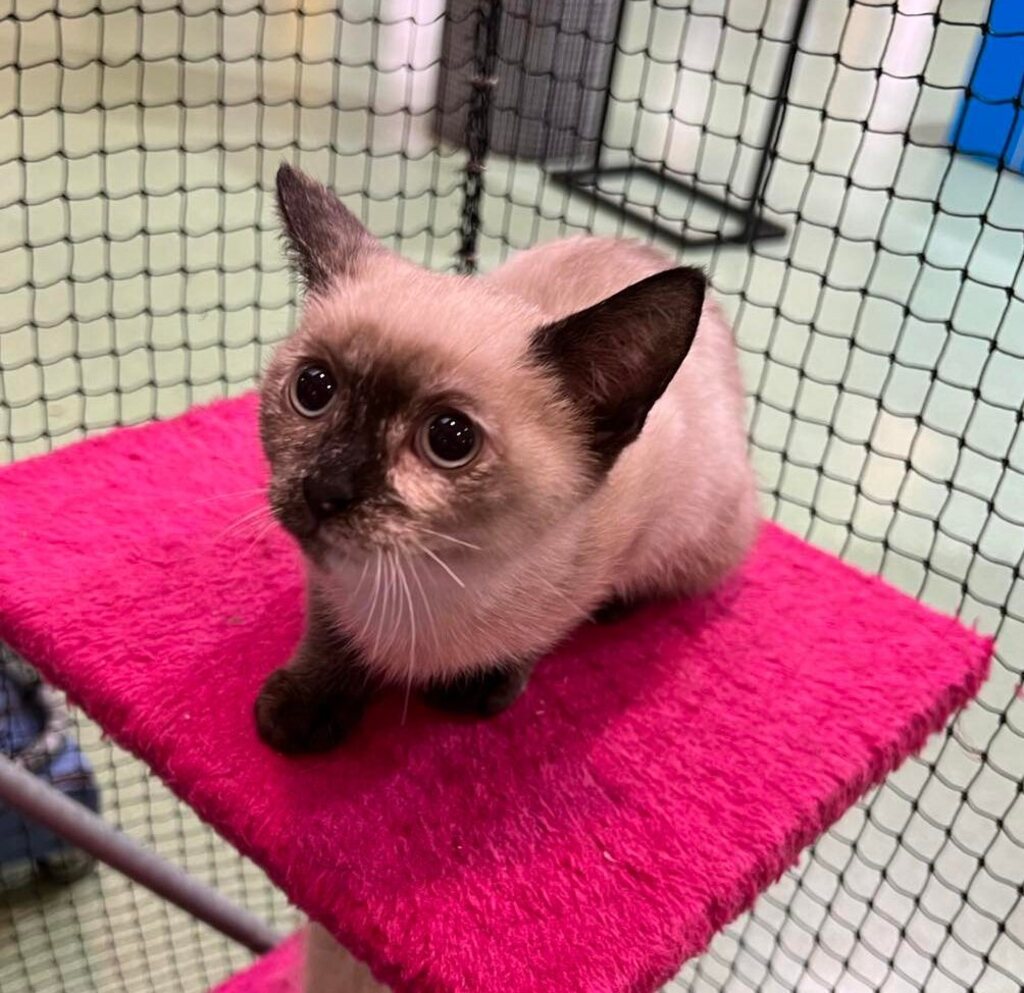 MacHi - Female Layanese Mix Cat in QLD - PetRescue