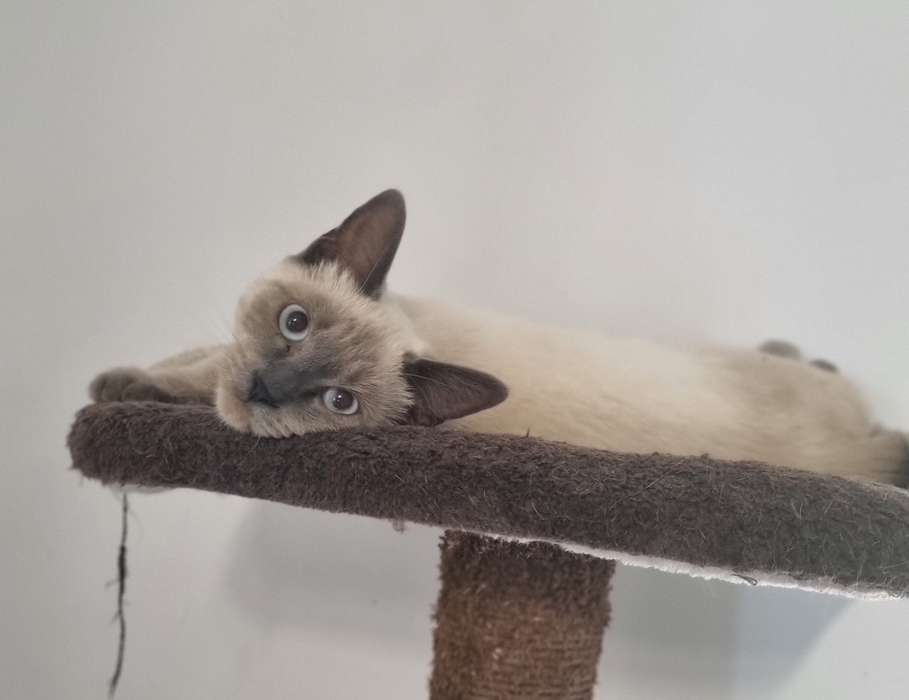 Billy - Male Layanese Mix Cat in QLD - PetRescue