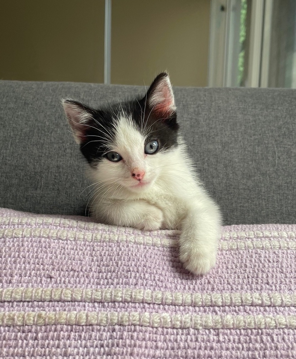 Sammi (was Souffle) - Male Dsh Mix Cat in VIC - PetRescue