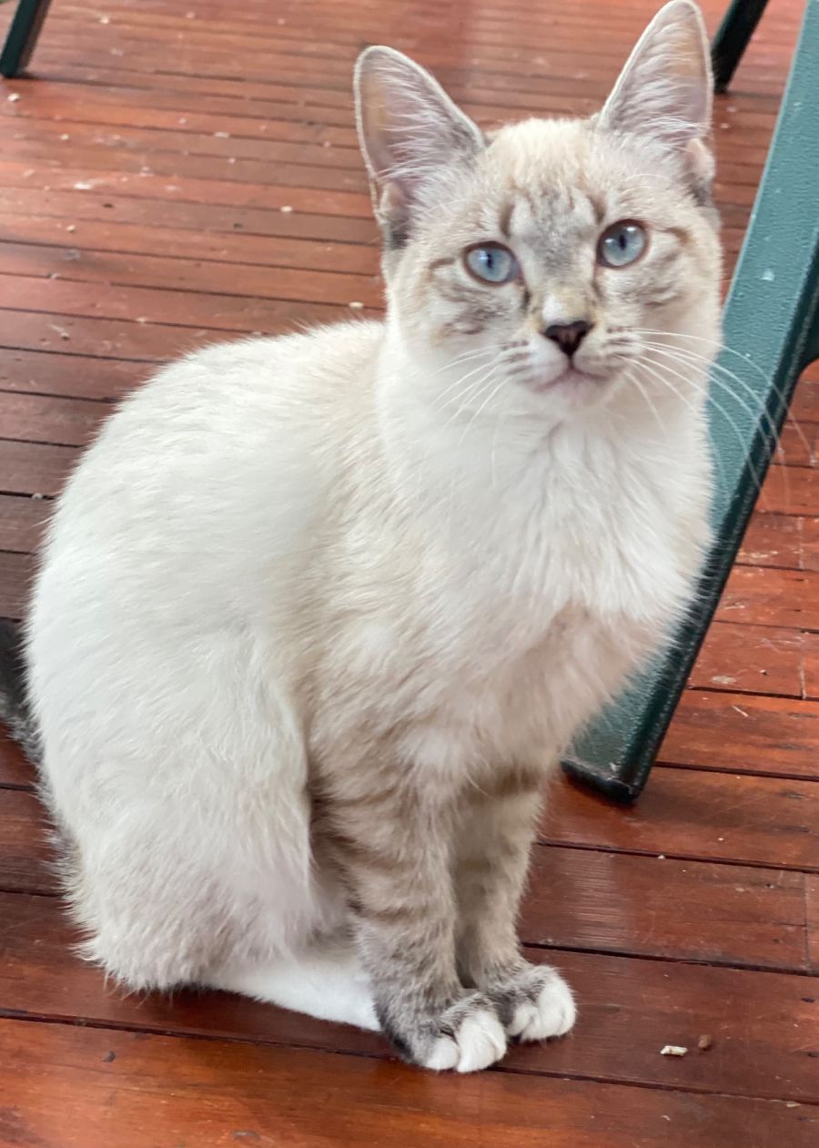 Mindy - Female Ragdoll Mix Cat in VIC - PetRescue
