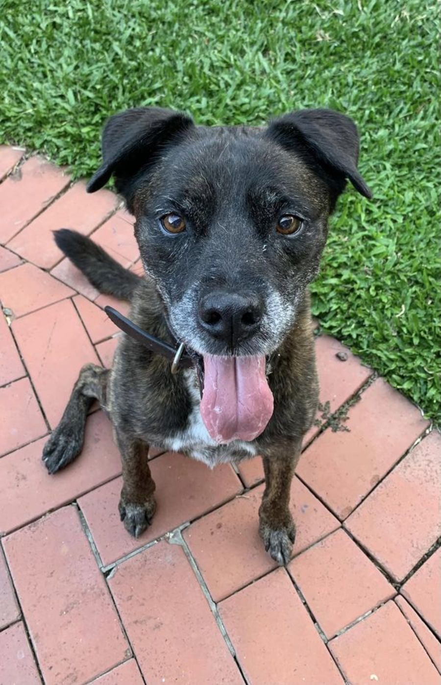 Mindi - Medium Female Staffy Mix Dog in QLD - PetRescue