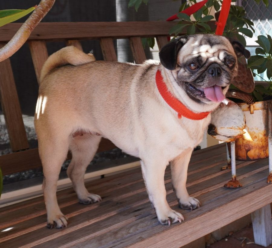 Thursday - Small Female Pug Dog in WA - PetRescue