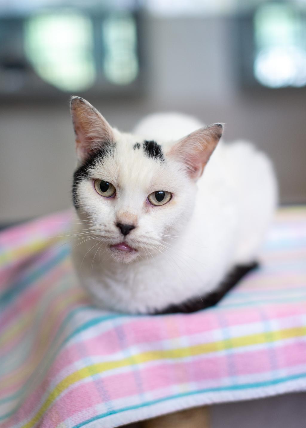 Clarry - Female Domestic Short Hair Mix Cat in NSW - PetRescue