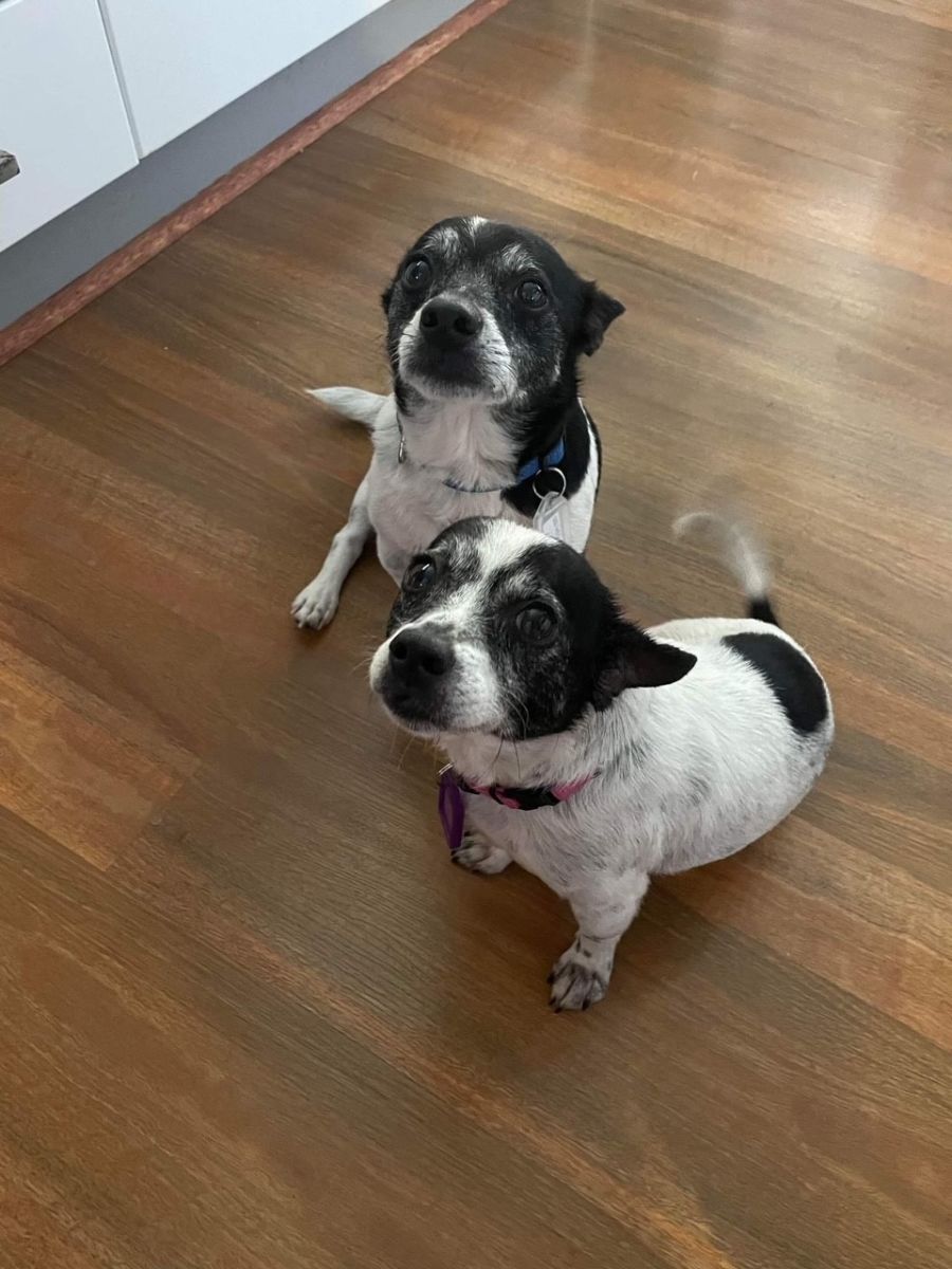 Lucy and Zane - Small Female Miniature Fox Terrier Dog in QLD - PetRescue