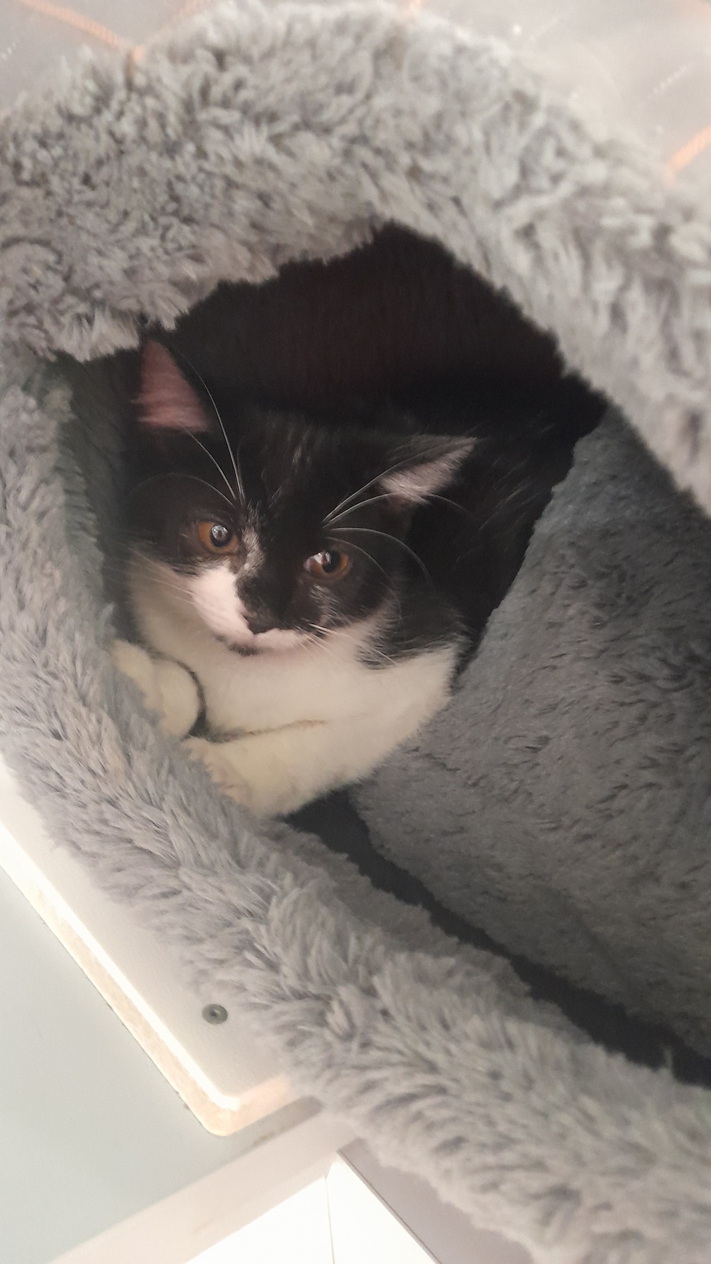 Shortbread - Female Domestic Short Hair Mix Cat in NSW - PetRescue