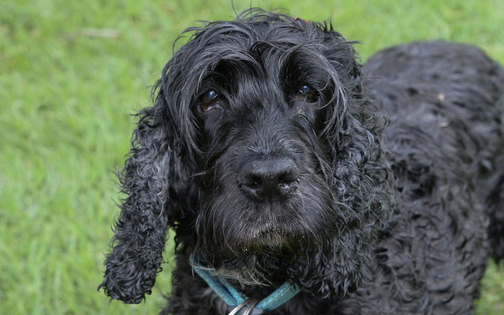 Susan - Medium Female Cocker Spaniel Mix Dog in VIC - PetRescue