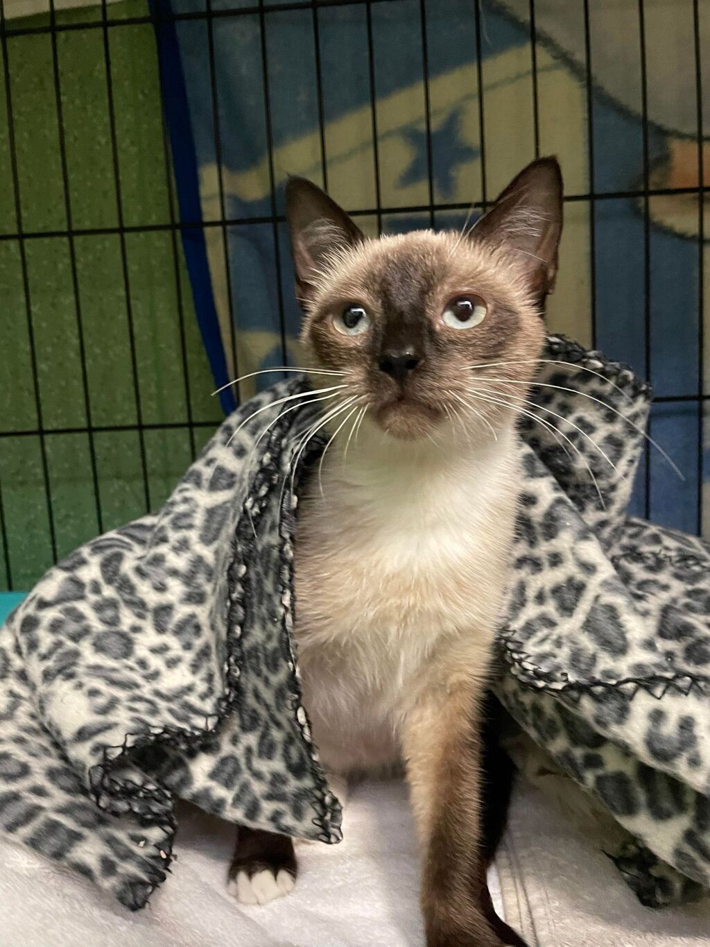 Luna - Female Layanese Mix Cat in QLD - PetRescue