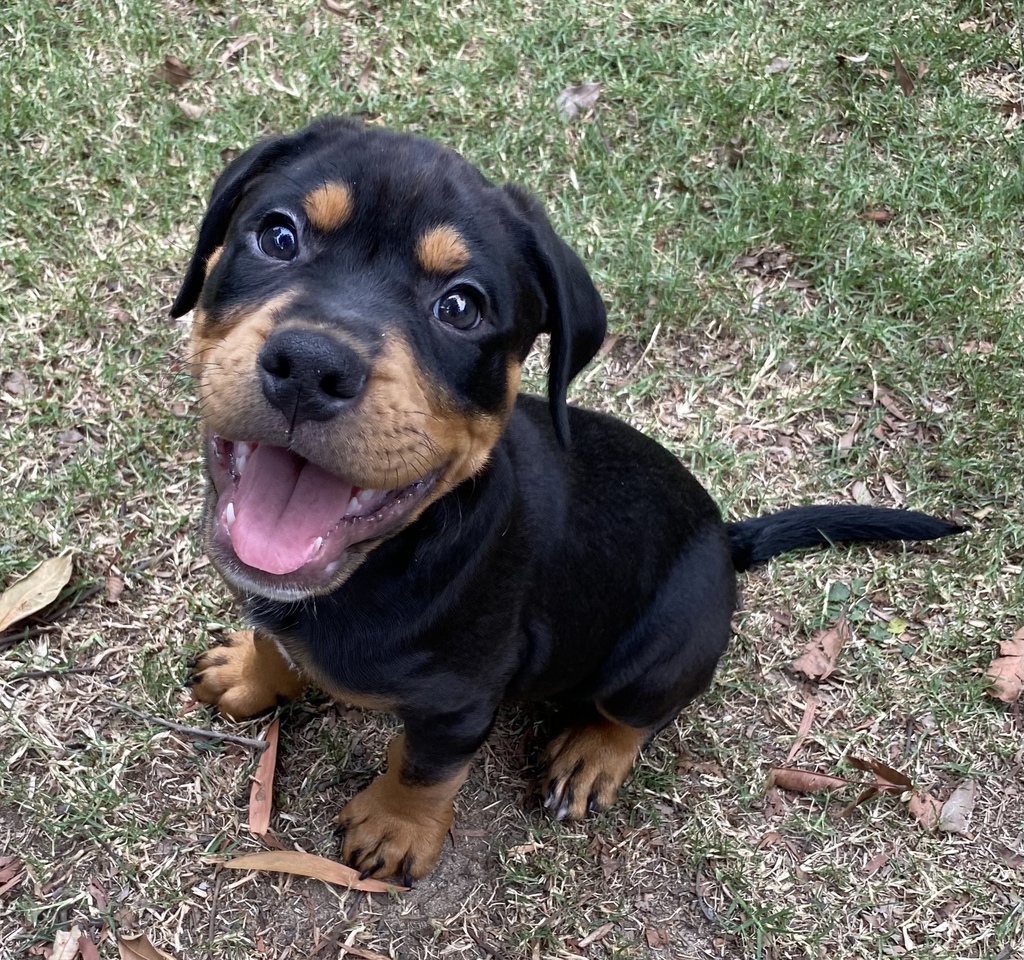 Freddy - Small Male Rottweiler x American Staffordshire Bull Terrier ...