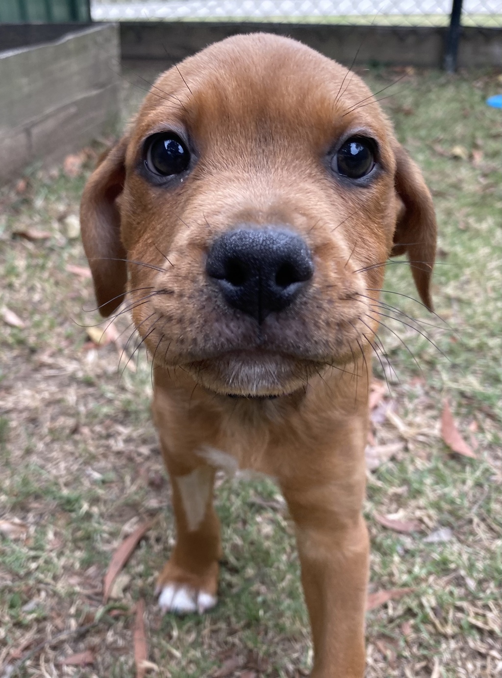 Banjo - Small Male Rottweiler x American Staffordshire Bull Terrier Mix ...