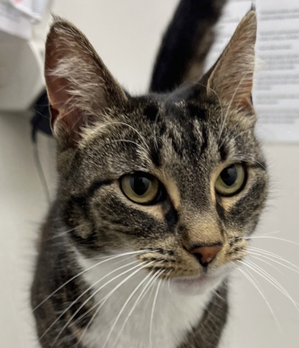 Abbie - Female Domestic Short Hair Mix Cat in VIC - PetRescue