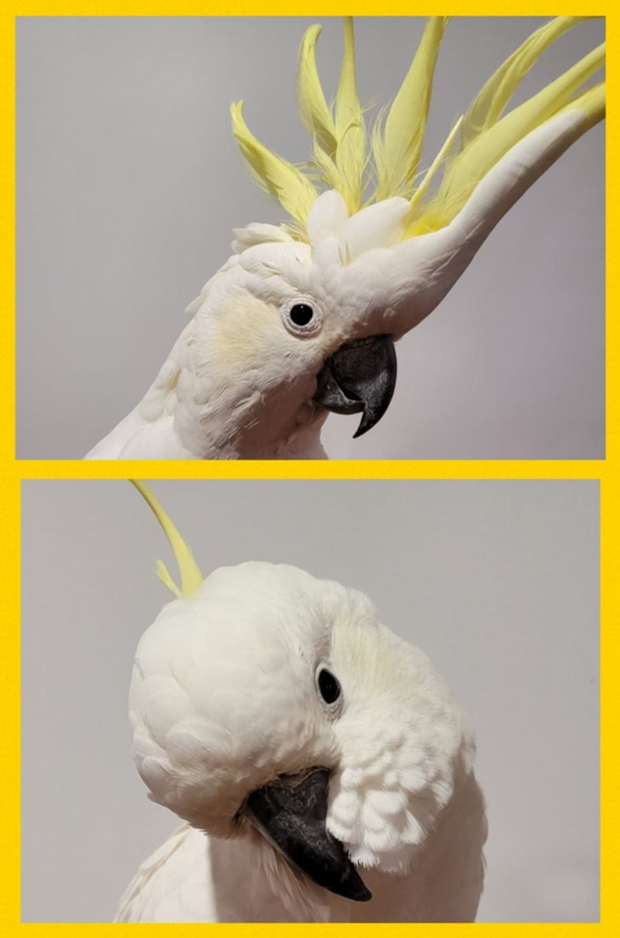 Casper and Wendy - Male Bird in NSW - PetRescue