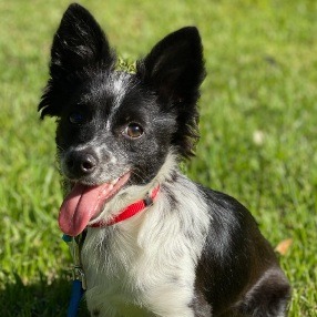 Toro - Small Male Mixed Breed Dog in WA - PetRescue