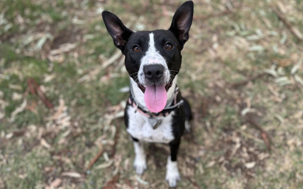 Stitch - Medium Female Border Collie x American Staffy Mix Dog in VIC ...