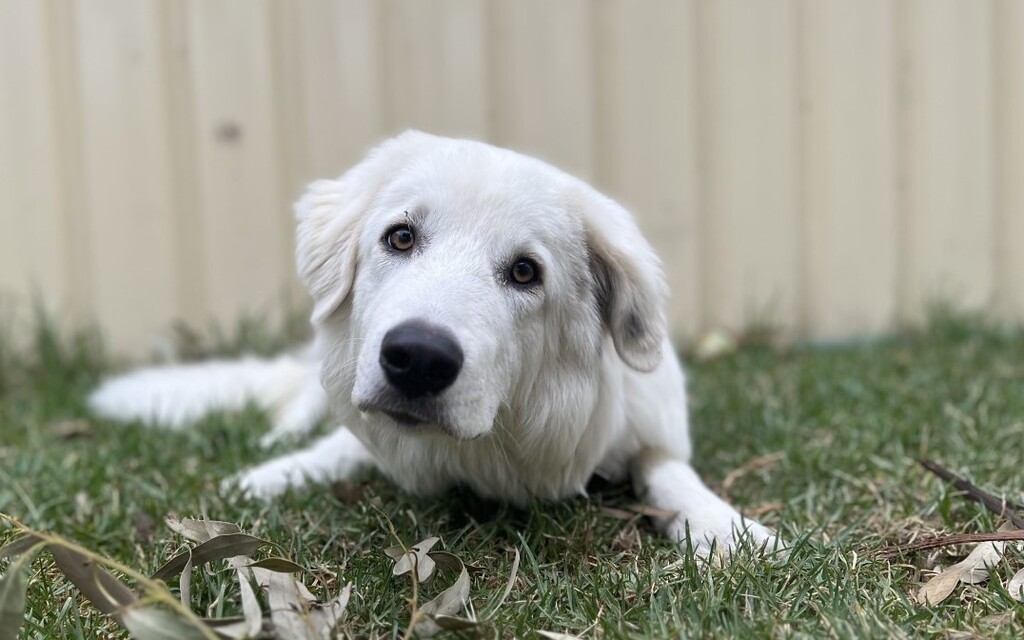 Billy - Large Female Maremma Sheepdog Mix Dog in VIC - PetRescue