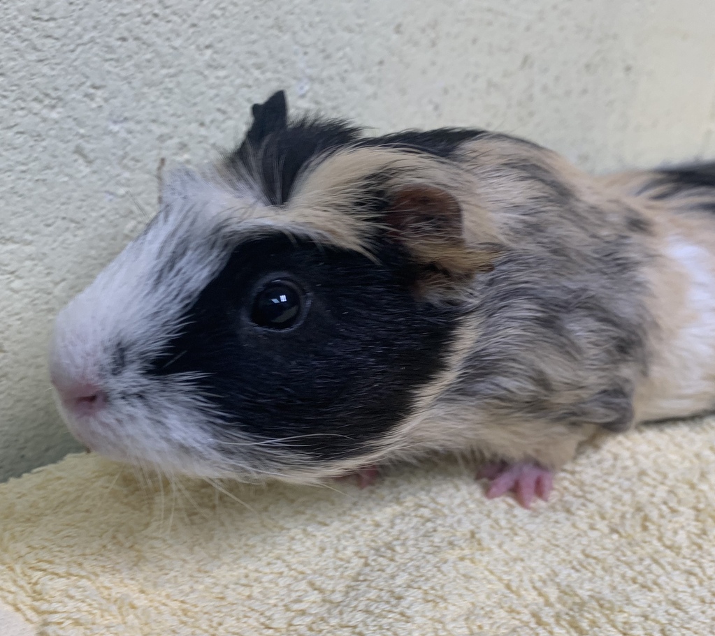 Oreo - Male Short-hair Crested Mix Guinea Pig in QLD - PetRescue