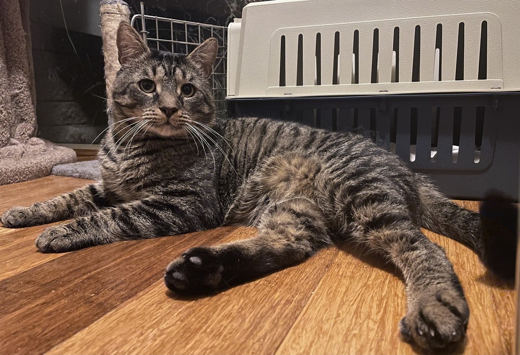 Brussel Sprout - Male Domestic Short Hair Cat in ACT - PetRescue