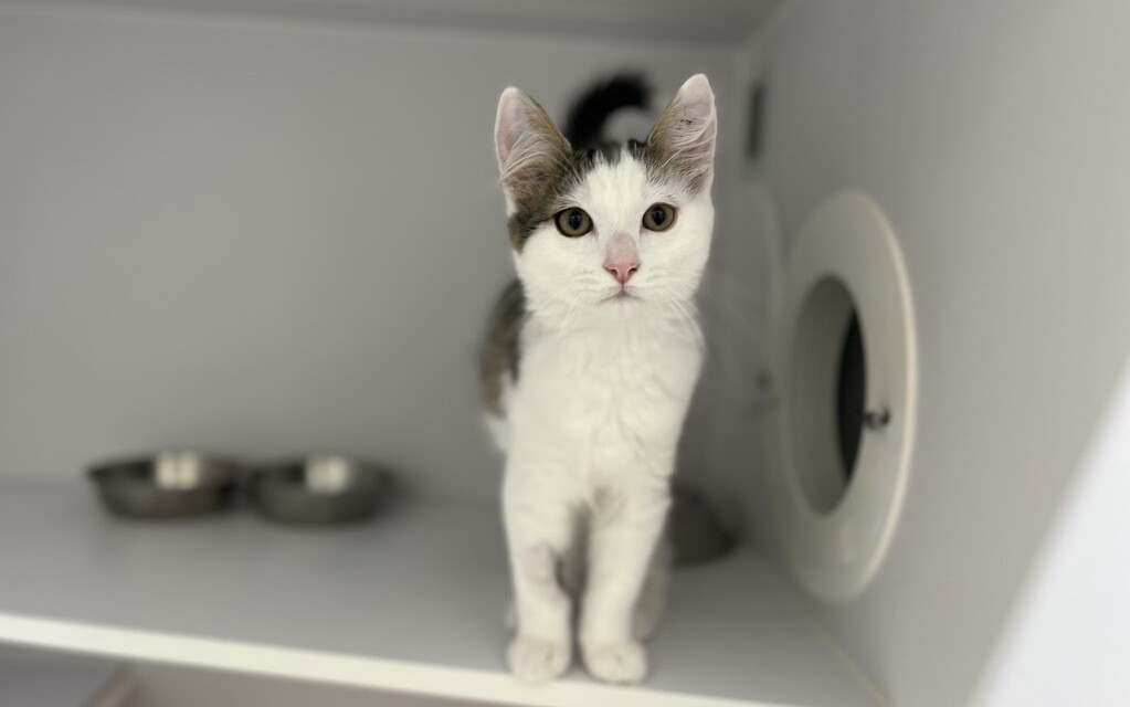 Chester - Male Domestic Short Hair Mix Cat in VIC - PetRescue