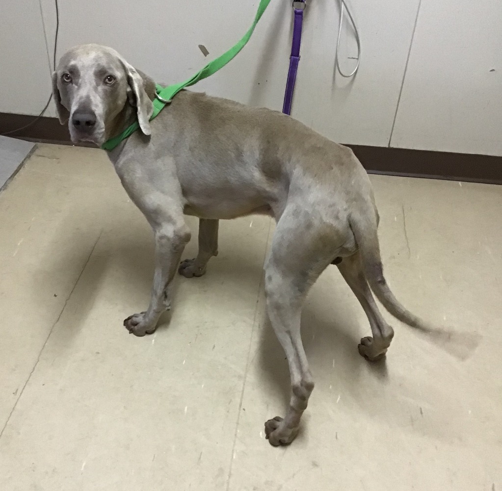 Gus - Large Male Weimaraner Mix Dog in VIC - PetRescue