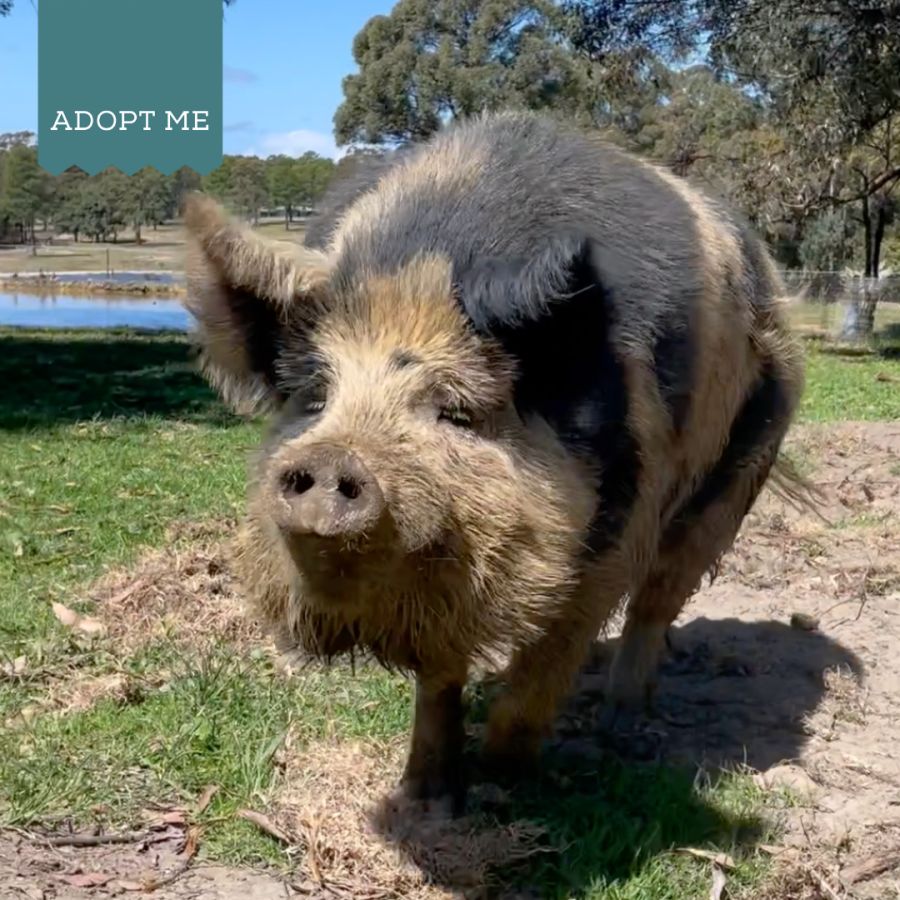Sir Chunk Hogwash - Male Pig in NSW - PetRescue