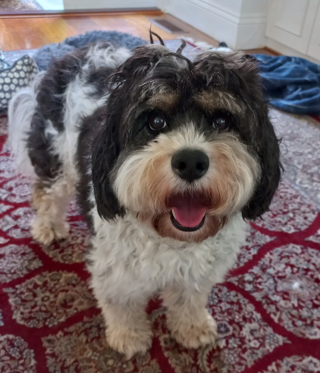 Bailey - Medium Male Cavoodle Dog in VIC - PetRescue