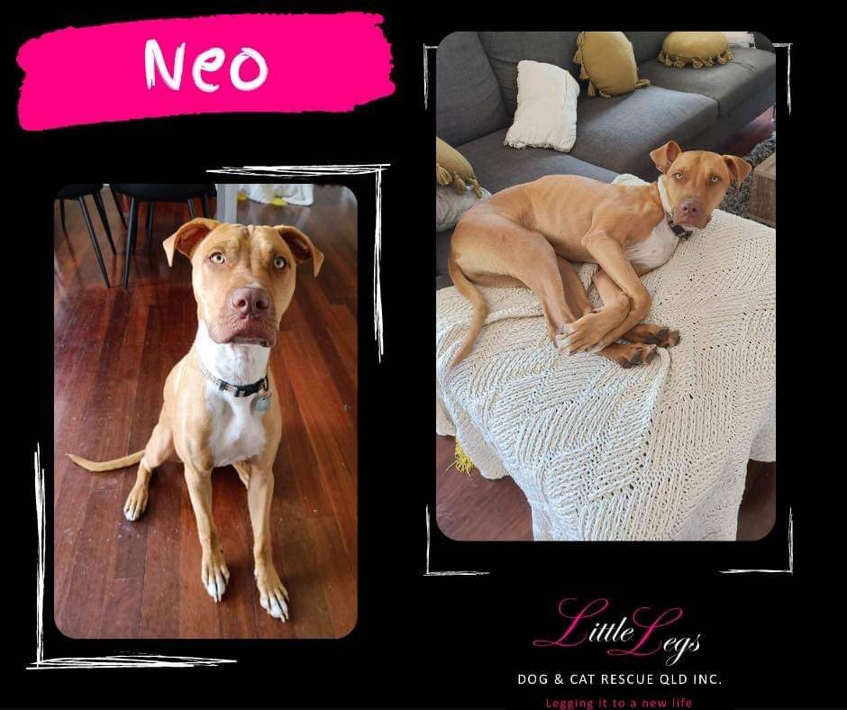 Neo - Large Male Rhodesian Ridgeback x Mixed Breed Mix Dog in QLD ...