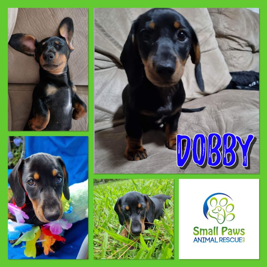 Dobby - Small Male Dachshund Dog in QLD - PetRescue