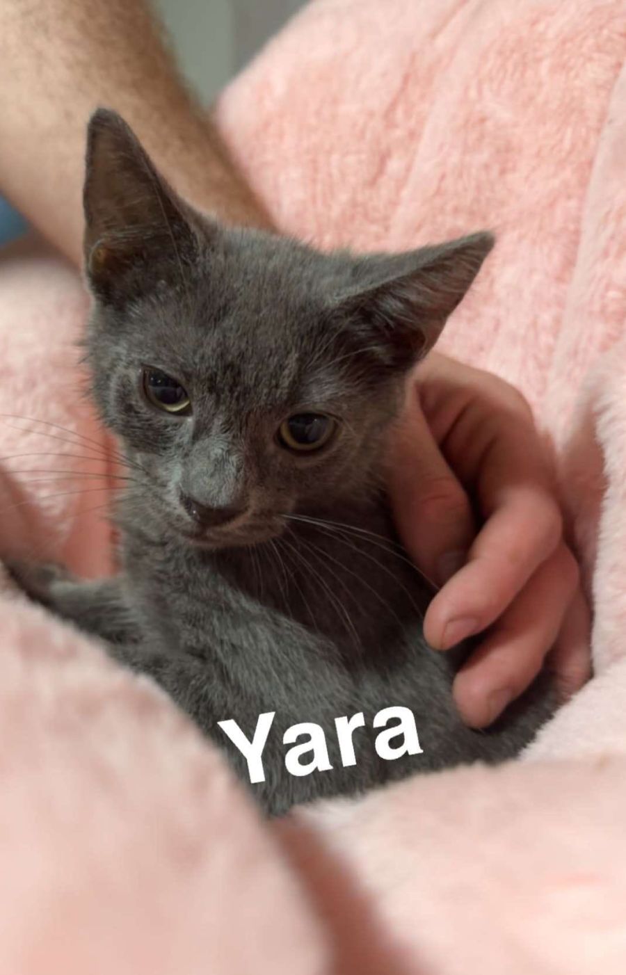Yara - Male Domestic Short Hair Cat in QLD - PetRescue