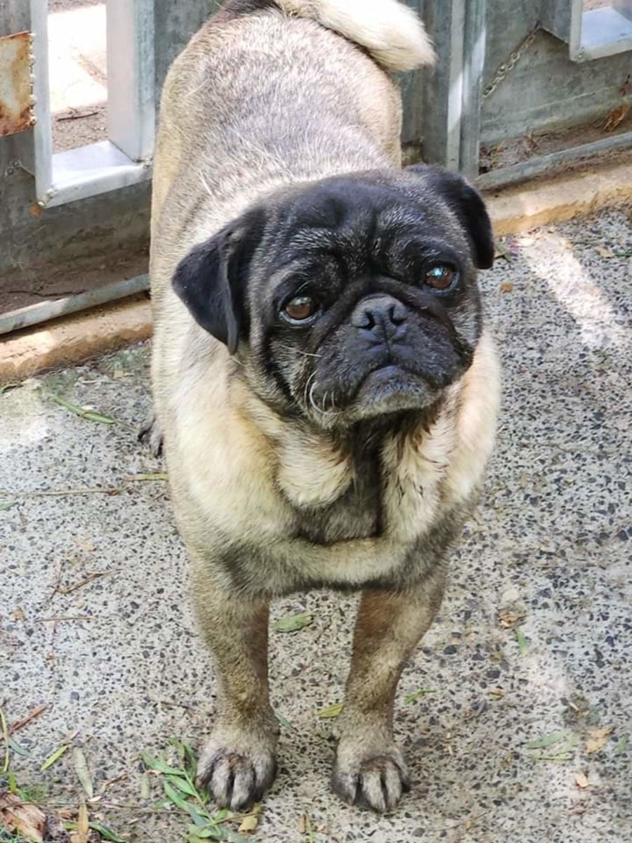Buster - Small Male Pug Dog in VIC - PetRescue