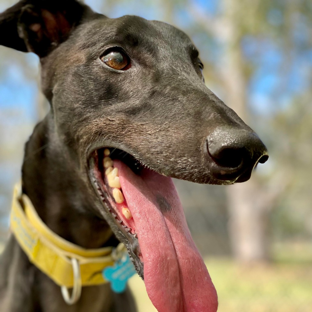 Whitlam - Large Male Greyhound Dog in NSW - PetRescue