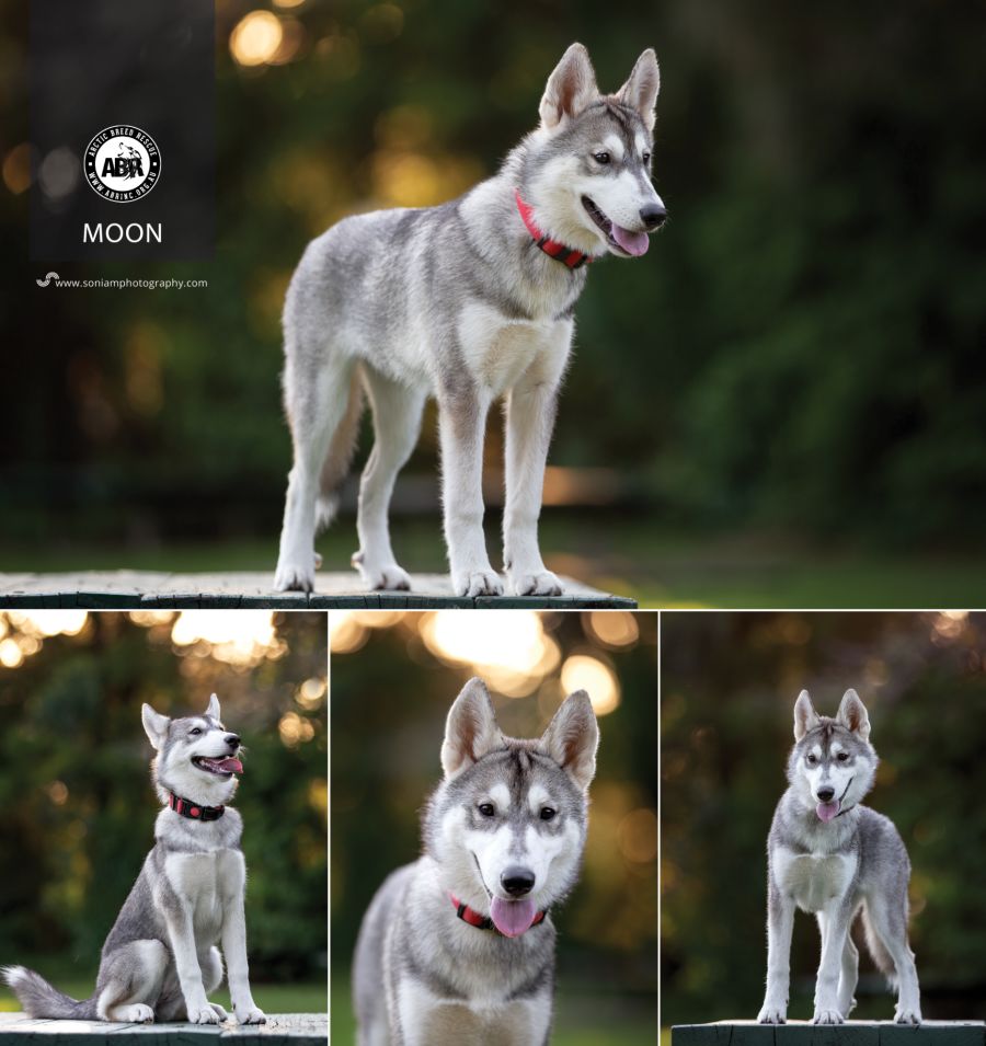 Moon - Medium Female Siberian Husky Dog in NSW - PetRescue