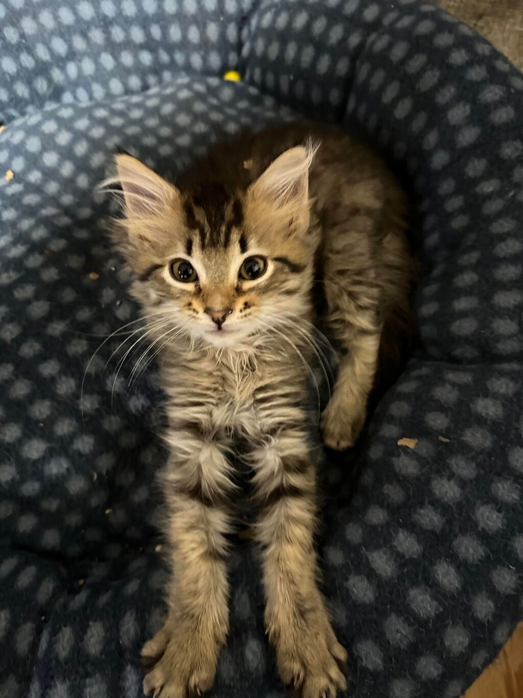 Azura - Female Domestic Medium Hair Cat in ACT - PetRescue