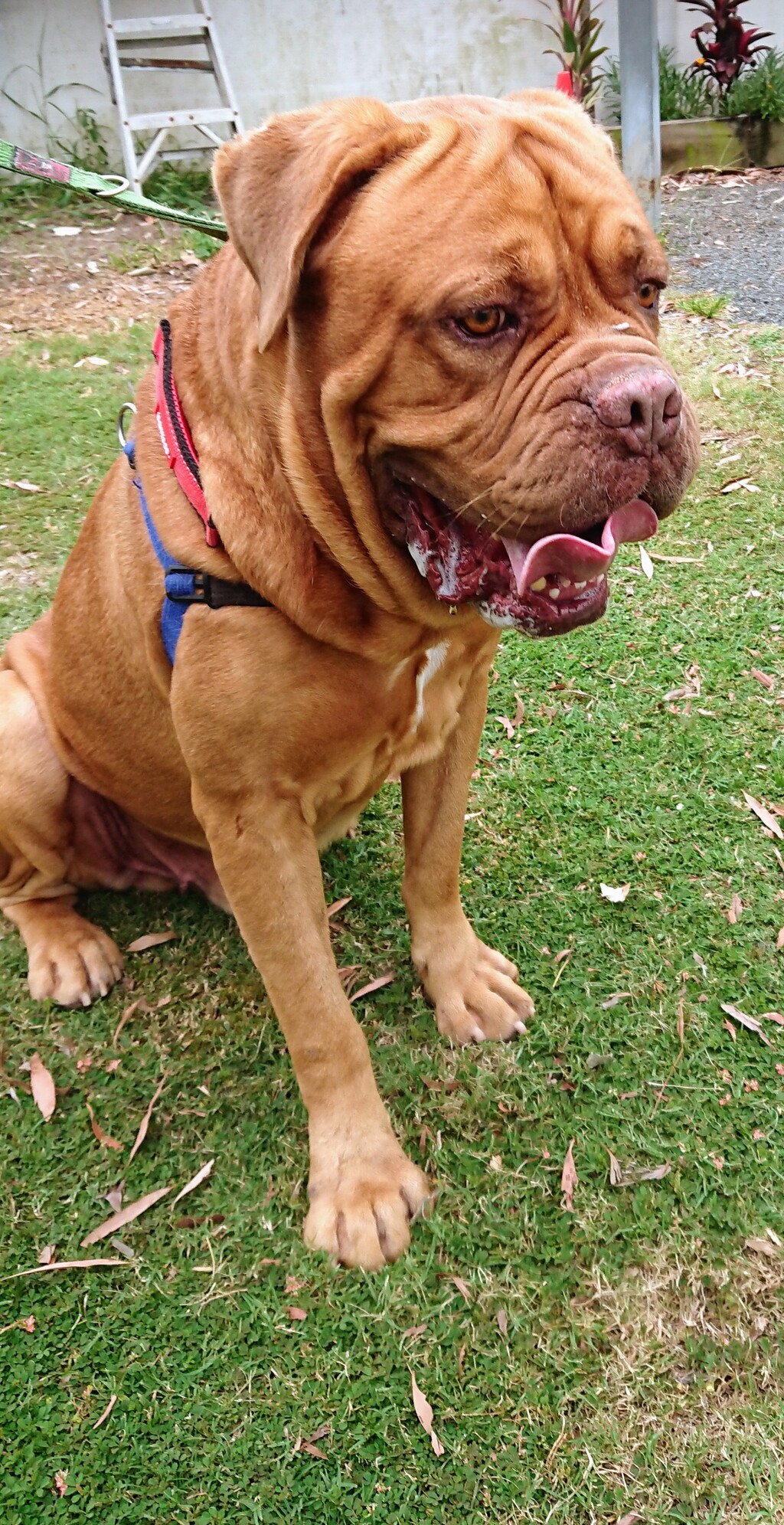 Rocky Balboa - Large Male Dogue De Bordeaux Mix Dog in QLD - PetRescue