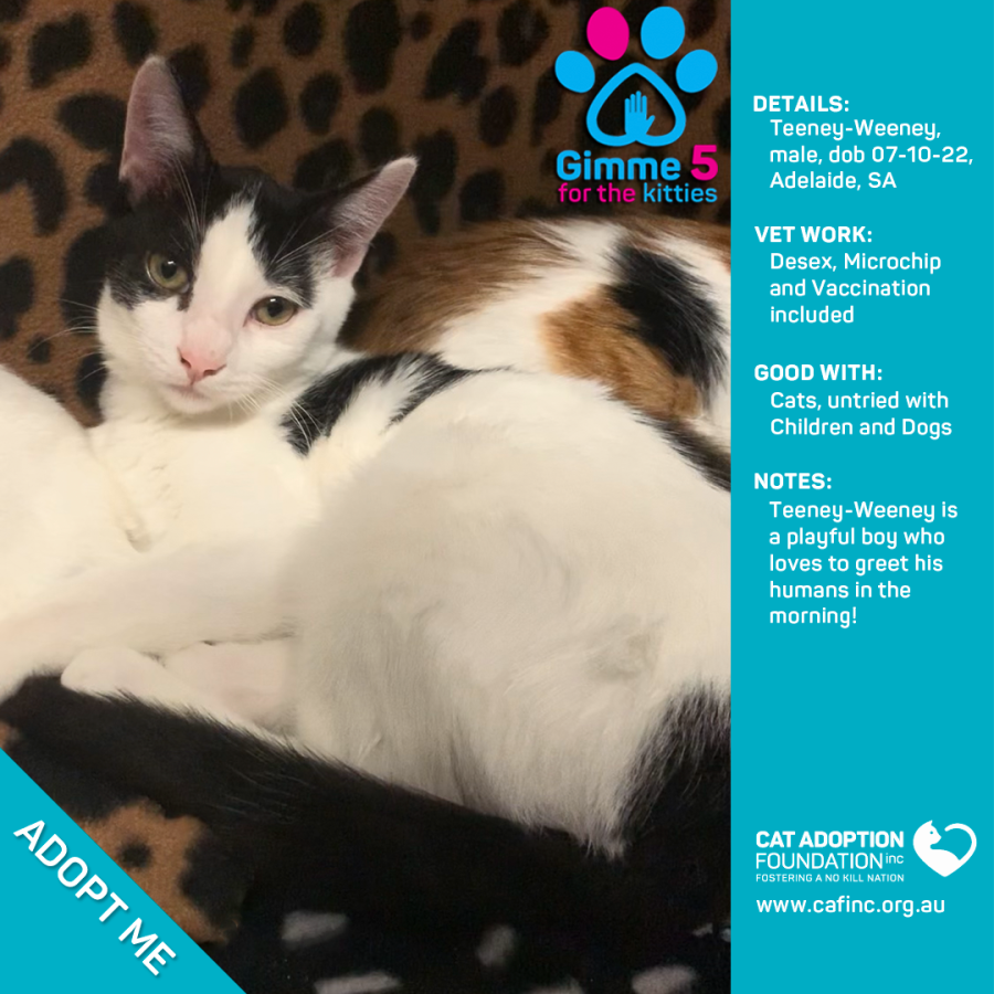 Teeny-Weeny Just $100 Limited Time! - Male Domestic Short Hair Cat in ...