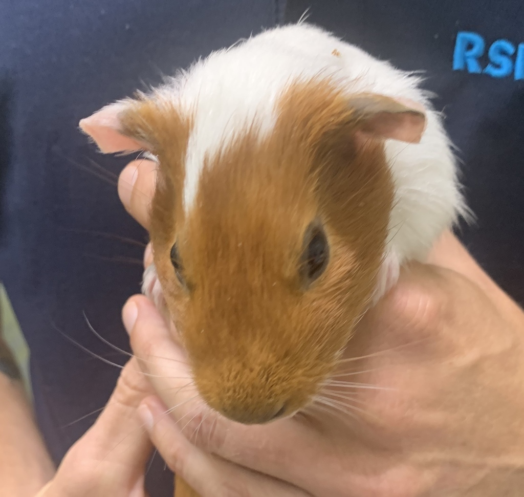 Hamish - Male Short-hair Smooth Hair Mix Guinea Pig in QLD - PetRescue