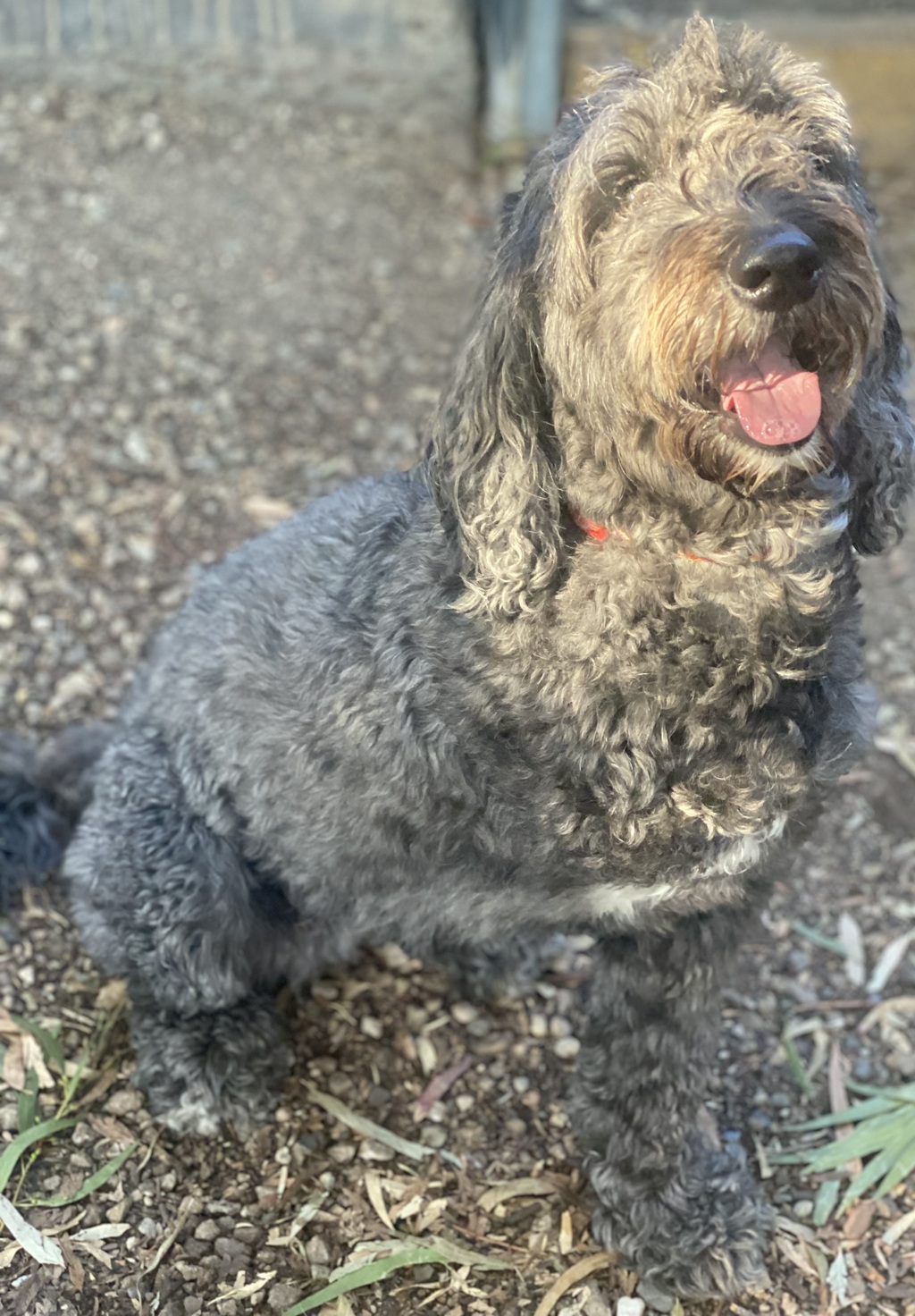 Stella D - Medium Female Labradoodle Mix Dog in VIC - PetRescue