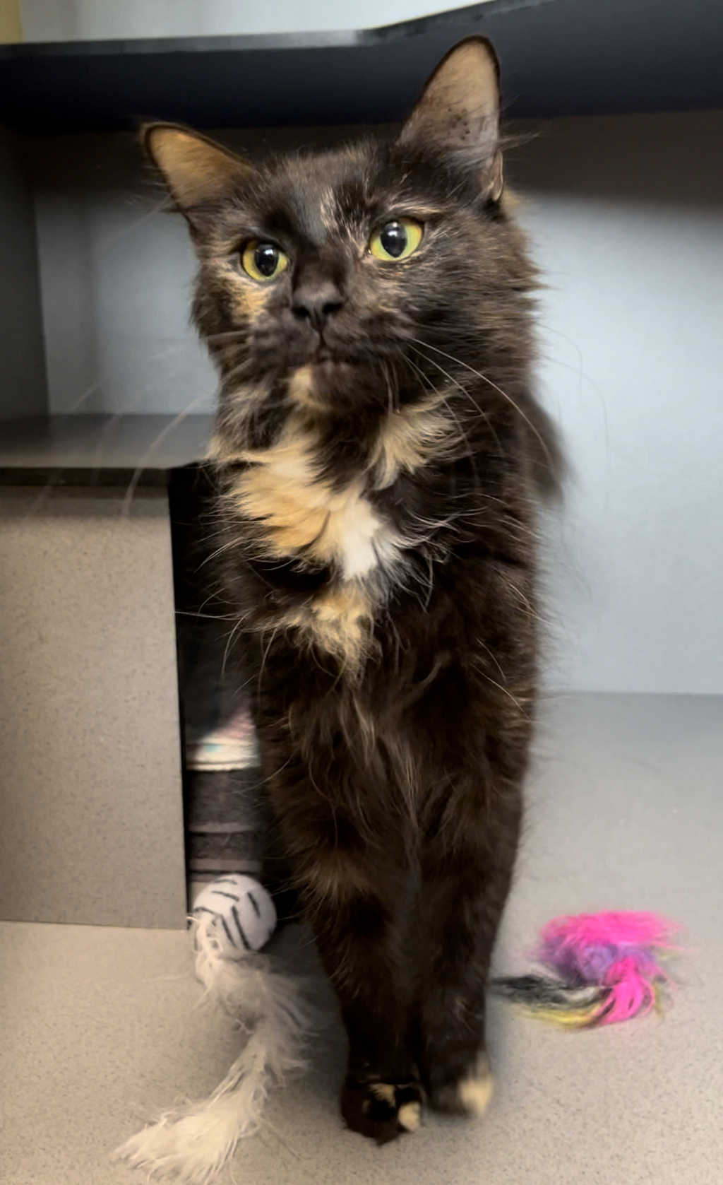 Mishka - Female Domestic Medium Hair Mix Cat in QLD - PetRescue