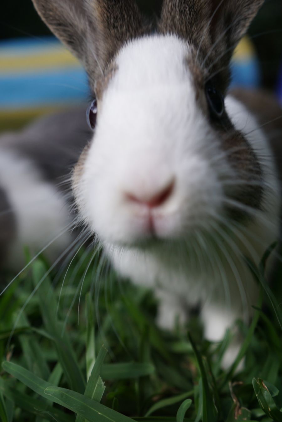 Woody, Buzz, Rex and Hamm - Male Mix Rabbit in NSW - PetRescue