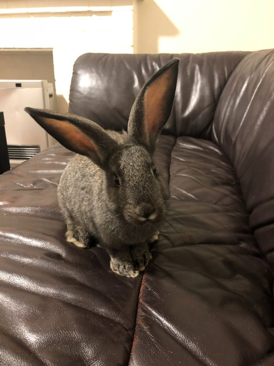 Queenie - Female Flemish Giant Mix Rabbit in NSW - PetRescue