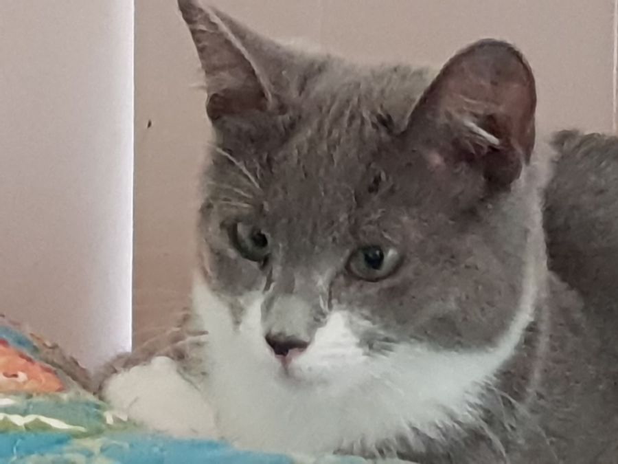 Shona - Female Domestic Short Hair Cat in VIC - PetRescue