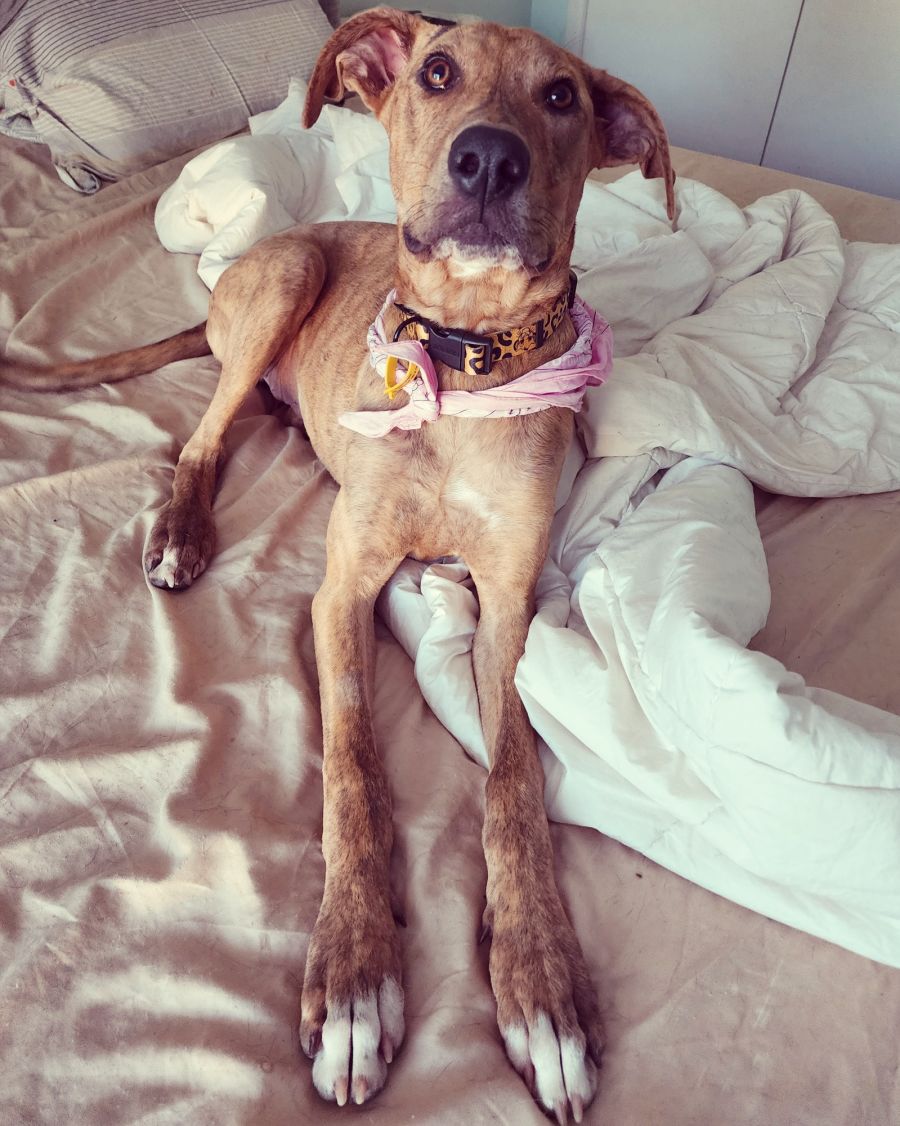 Lily - Large Female Rhodesian Ridgeback x Greyhound Mix Dog in VIC ...