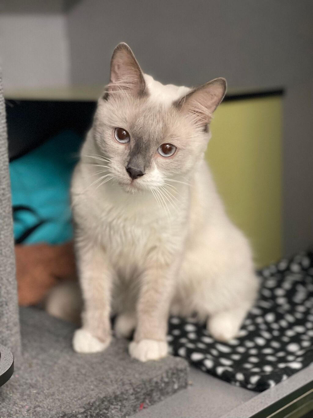 Jonah - Male Domestic Medium Hair x Layanese Mix Cat in QLD - PetRescue