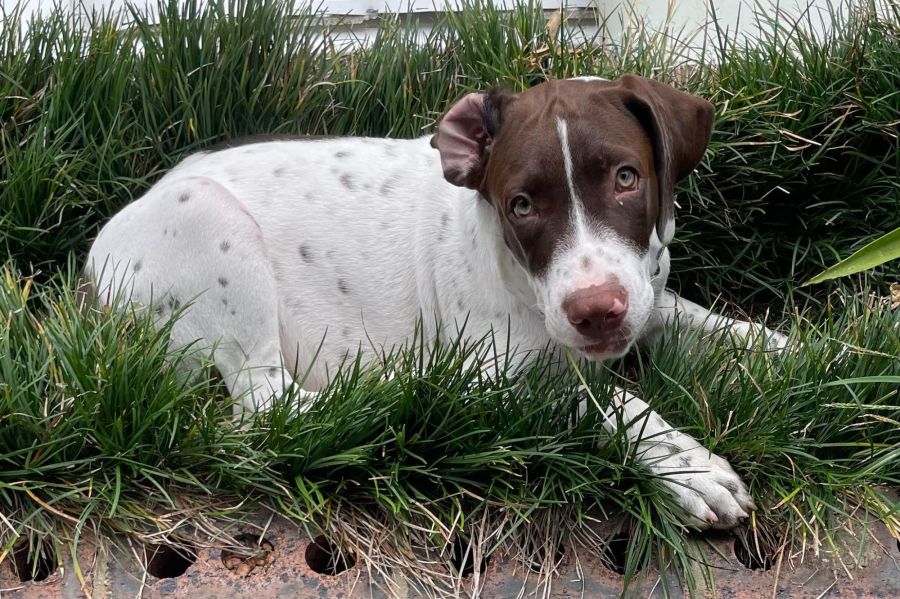 Bobbie - Large Male Labrador Mix Dog in QLD - PetRescue